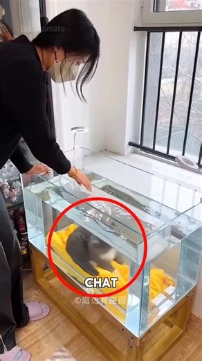 Un chat SOUS L’EAU ? Le cadeau le plus fou du monde