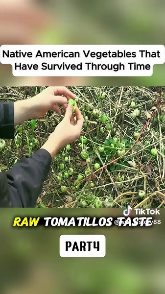 Wild History on TikTok