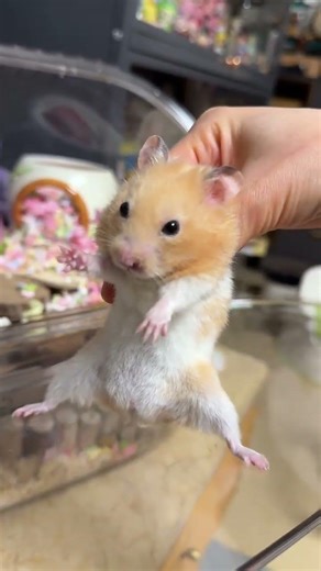 My little brain suddenly crashed...#Golden Thread Bear#Hamster#It is suggested that