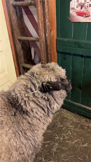 Smart Sheep Alert: BluGirl Understands!