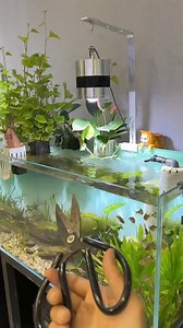 645K views · 3.3K reactions | 殺殺 #toopa #aqauticplants #trending #fishtanksetup #fish #fishtank #fishaquarium #aquarium | ตู้ป่า-Aquatic Plant | Facebook