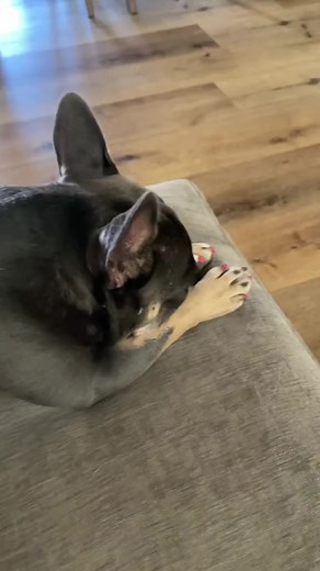 The cutest little ticklish paws I've ever seen #tickle #sweetpaws #lovethisgirl #nap | Midgie Pudge