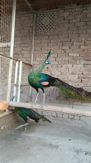 Exploring the Green Java Peacock Species