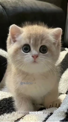cute cat video song