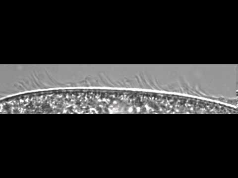 Metachronal Wave of Cilia