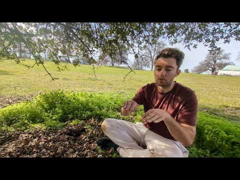 How to start shooting ULTRA Macro for $20. Super Fun and Insanely Sharp!