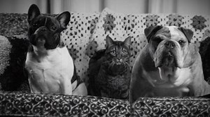 6.2K views · 60 reactions | Join Us for a Premier Fashion and Pet Adoption Event! Join us live, February 21st at the Zappos Campus. Learn more at: zps.to/TOTR Video by From Frank | Zappos.com | Facebook