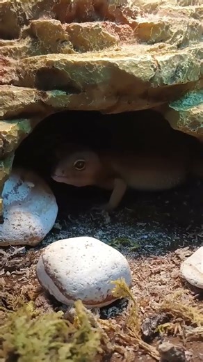 Remus lupin #viral #harrypotter #remuslupin #hogwarts #reptiles #gecko #terrarium #harrypotter