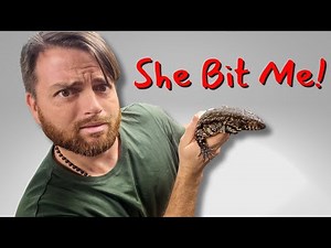 Understanding & Handling This Common Tegu Behavior!