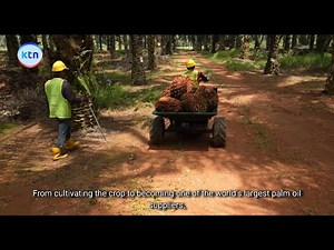 The Journey of Malaysian Palm Oil: From Harvest to Global Markets