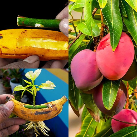 Simple Method Grow Mango Tree | Growing Mango Tree In A Mango Cutting With Banana | Rana Craft
