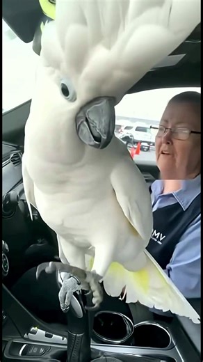 8.3K views · 166 reactions | Cockatoo Fails Driving Test in Record Time 列 #FunnyParrot #PoliceHumor #TalkingParrot #Comedy #FunnyAnimals #ViralVideo #Macaw #AnimalAntics #LOL #Jokes #AIVideo #usa #pet #husky #reelsfypシ #reelsfbシ #reelschallenge #fbreelsfypシ゚ #reelvideo | Pet World Zone | Facebook