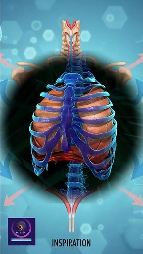 Inspiration Process in Human Breathing | How Air Enters the Lungs
