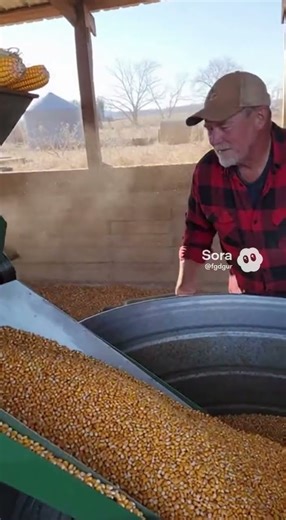 A wide realistic view of farmers operating a corn sheller machine.