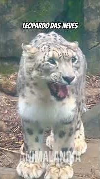 CONHEÇA O MIADO DE GRANDES FELINOS