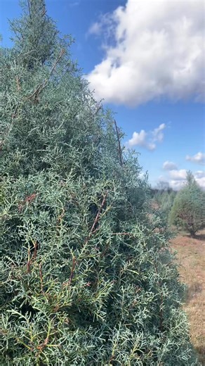 Tree Farm session weekend ✨ | Molly Ingram Photography | Facebook