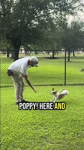 Teach Your Dog to Come Every Time with 3 Simple Recall Tips | Dog Recall Training