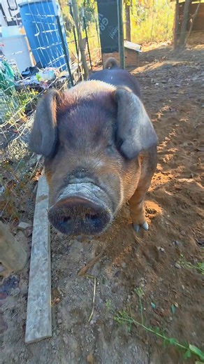 Good Morning from JD and Pip! #pigs #pigsofinstagtam #duroc #hogs #farming #fypシ | Baying Pines