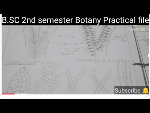B.SC 2nd semester, Botany Practical file
