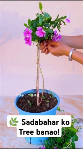 Periwinkle Plant ko Tree Shape kaise banaye 🌸 | Step by Step Guide #shorts #ourplants #bonsai