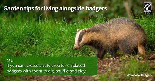 LOVE badgers in your garden by following these simple tips 🦡👇 🌼 Download your FREE Living with Badgers guide > https://buff.ly/44oWtA5 #LoveBadgers #SpaceForBadgers | Badger Trust