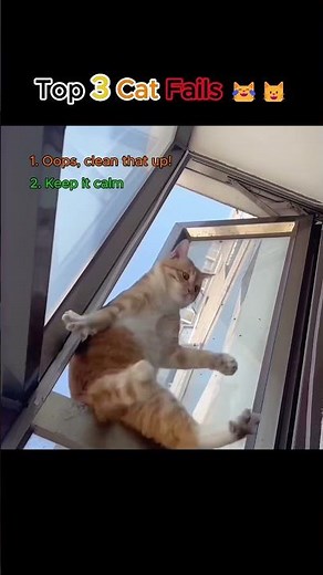 Top 3 Funny Cat Fails