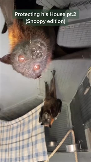 Bats Lover on Instagram: "Follow: @batsloveronly 🇺🇸 📸 1 Source: @ lubeebatconservancy on TikTok All credit are reserved for their respective Owners ! Credit or delete=> Message @batsloveronly #flughund #batconservation #batrescue #bats #ilovebats #batsofinstagram #fruitbat #fruitbats #notouchnorisk #savethebats #batschannel #chiroptera #batlove#hoarybat #batcare #skypuppy #savepabats #batsqld #batsarebeautiful #mexicanfreetailedbats #batpup #savebats #atxbats #batfacts #batsarenotpets #fleder