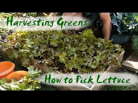 Harvesting Greens | How to Pick Salad Bowl Red Lettuce