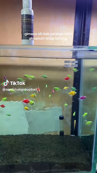 #bakteribaik #bakterigocycling #gocycling