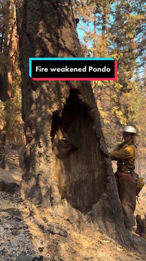 Breakdown a burnt out tree #treefelling #firedamage #logging #logger #howto #safetyfirst #treework #helpful #foryoupage #fyp #femalearborist #outdoors