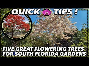 FIVE STUNNING FLOWERING TREES FOR SOUTH FLORIDA GARDENS (Zones 9-11)