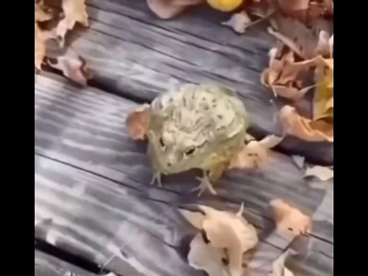 Funny Frog Meme Compilation: Flipping, Backflips, and More!