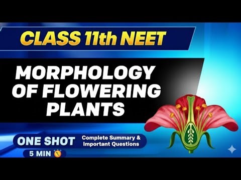 The Wild World of Plant Morphology (NEET Chapter Summary)