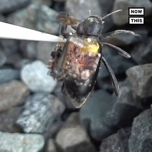 235K views · 497 reactions | This camera is so tiny, it fits on the back of an insect  | NowThis | Facebook