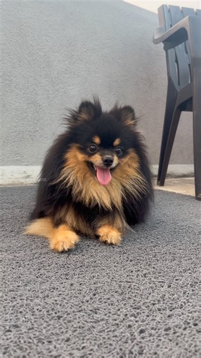 😱💥இதுதான் Pomeranian ah⁉️ | Toy Breeds Dog Kennel | Dog Lovers | dogs Playing #shorts