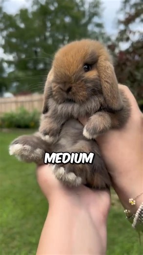 CUTEST Mini Pets 🤏 🐇 #minipets #animal #minihighlandcow #hollandlopbunny #minilopbunny #nigeriandwarfgoats #pygmy #pygmygoats | Richyanimalss