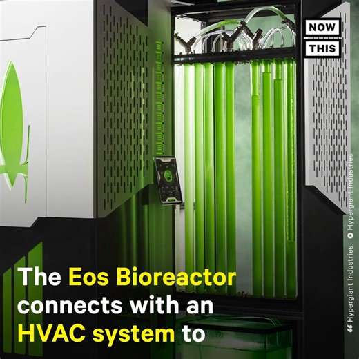 Algae 'Bioreactor' Captures as Much Carbon as an Acre of Trees