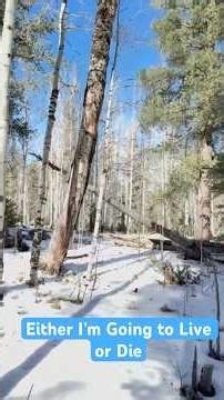 I Risked My Life Pulling an 80ft Hung-Up Tree with My 4Runner 😱