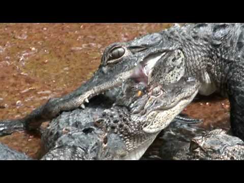 Alligator Fight/Attack: Crocodile vs. Crocodile