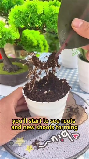 24K views · 276 reactions | How to propagate ficus elastica by cuttings. | Ramos Mark | Facebook