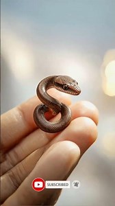 Deadly Snake Transformation | From Cute to Terrifying!”|#transformationvideo