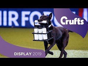 Action Stations! It's the RAF Police Dog Display Team!