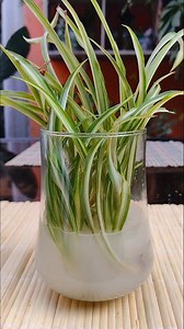 El Poderoso FERTILIZANTE Casero para Raíces Impresionantes . . . #raíces #plantas #CuidadoDePlantas #enraizante #propagarplantas #abonocasero #teucodejardineria #plants #gardeningtips #tips #plantas #dehuertayjardin | De Huerta y Jardín