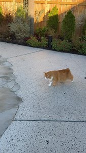 Queso is highly suspicious of the new pool alarm. I got it to detect if HE falls into the pool. #cats_of_instagram | Blueberry and Queso