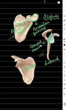 Study of Scapula | Spine | Acromion process | Acromioclavicular joint | Shoulder joint