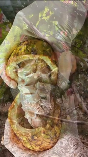 The Amazon Tree That Gave Birth to Chocolate