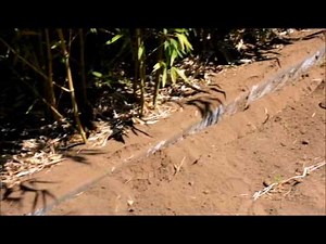 Roots getting you down? Pick up a GeoRipper MiniTrencher!