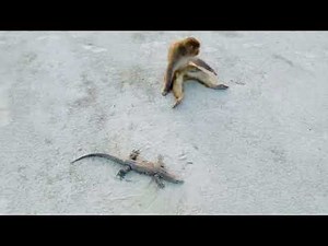 Monkey vs Lizard FIGHT TO THE DEATH!