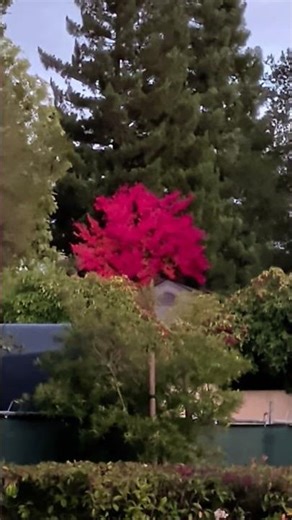 The Bright Red Tree. #trees #redtree