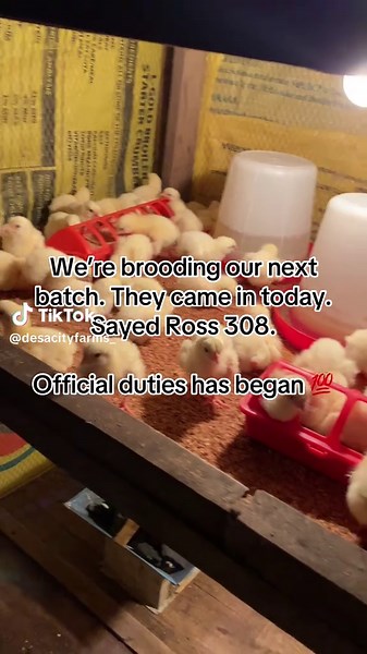 Start of Road to Day 35 in Broiler Farming